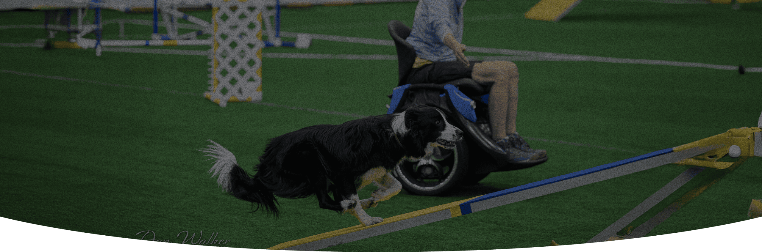 dog agility qualifications