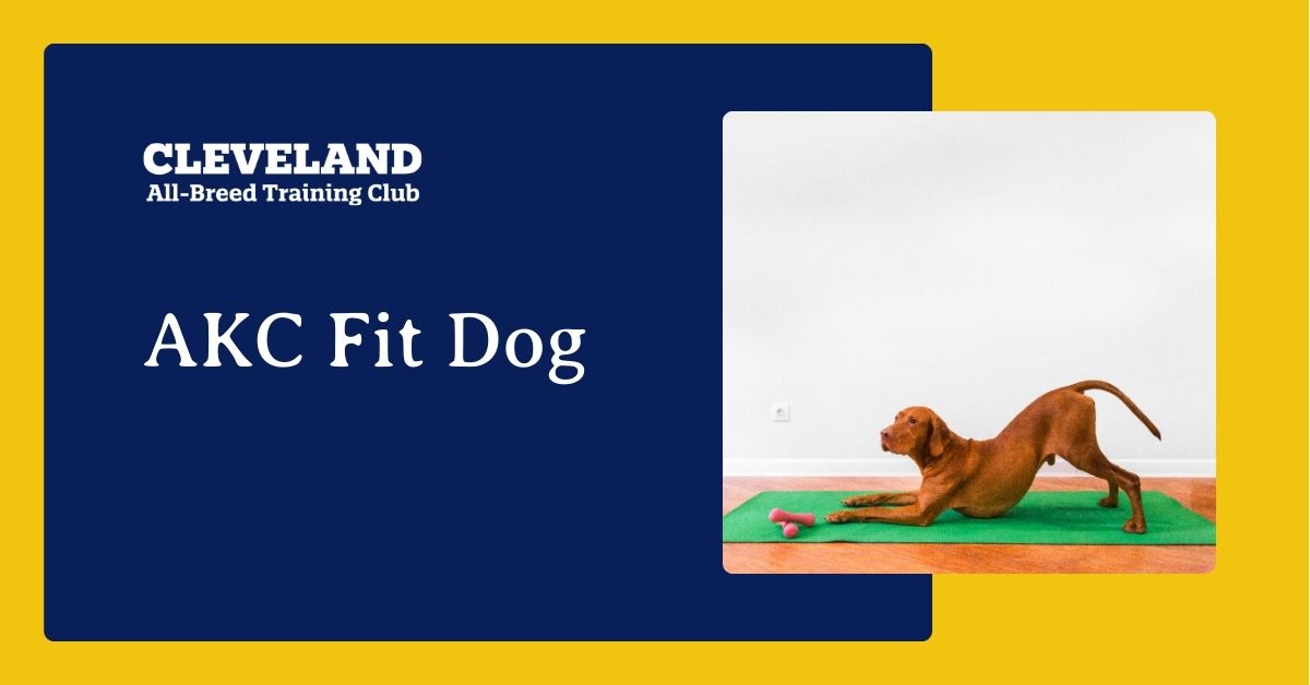Canine Fitness Classes | Cleveland All-Breed Training Club